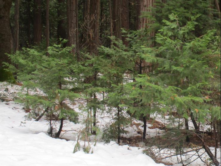 Blizzard Blaster Online Game - Ice Fractal